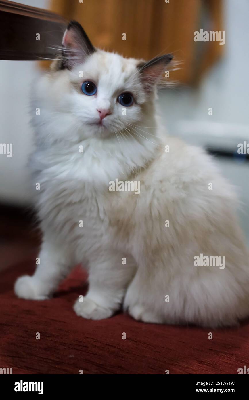 Cute, small Ragdoll cat. 3 months old Stock Photo - Alamy