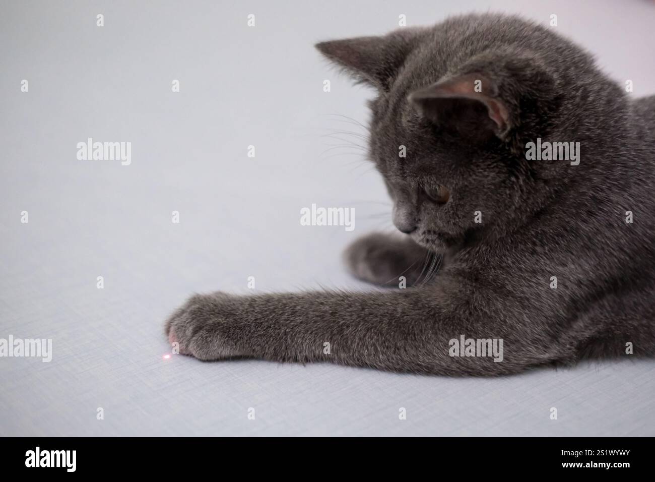 3 months old British Shorthair cat lying on the floor, playing with ...