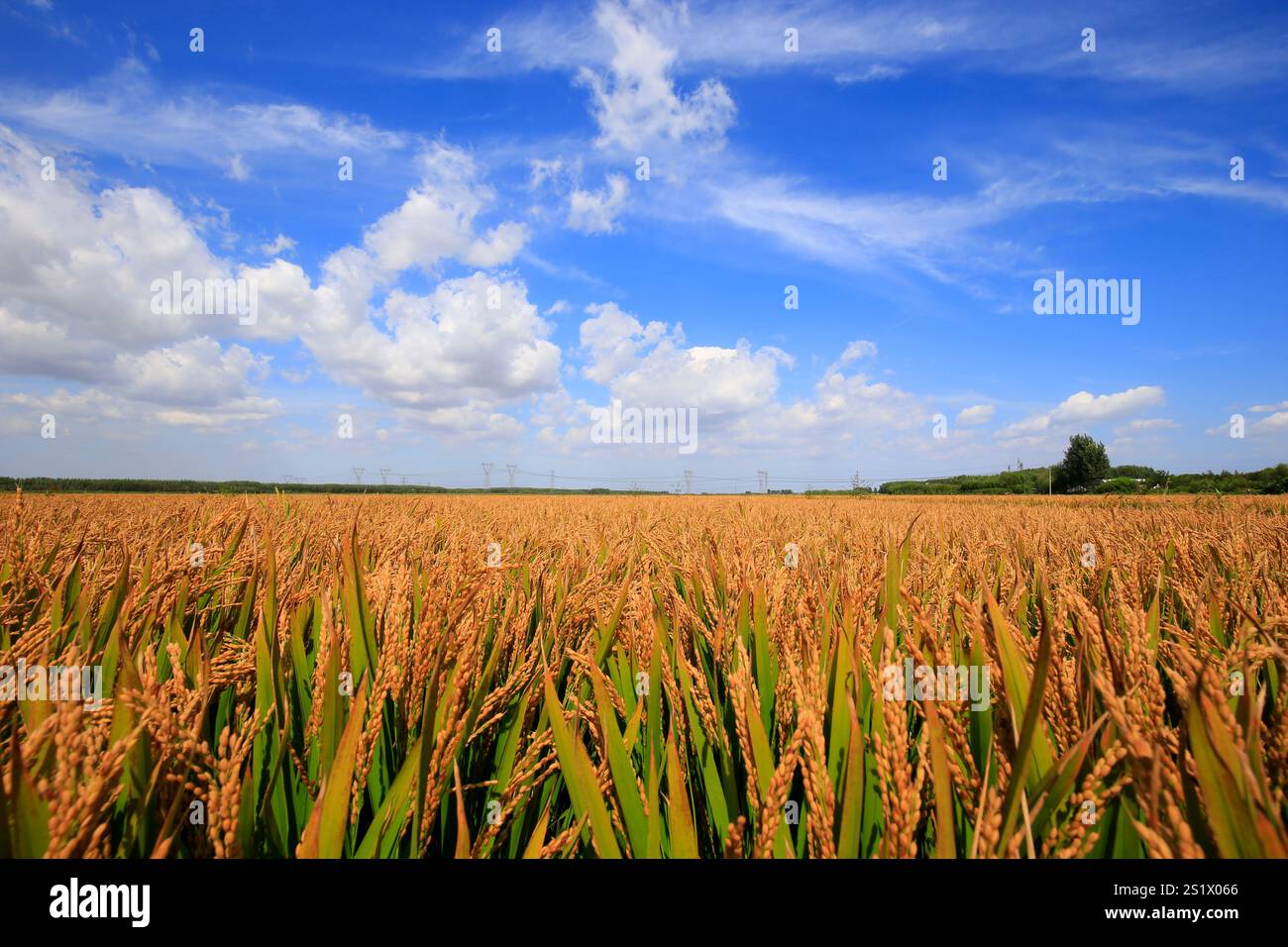 The autumn rice fields Stock Photo - Alamy