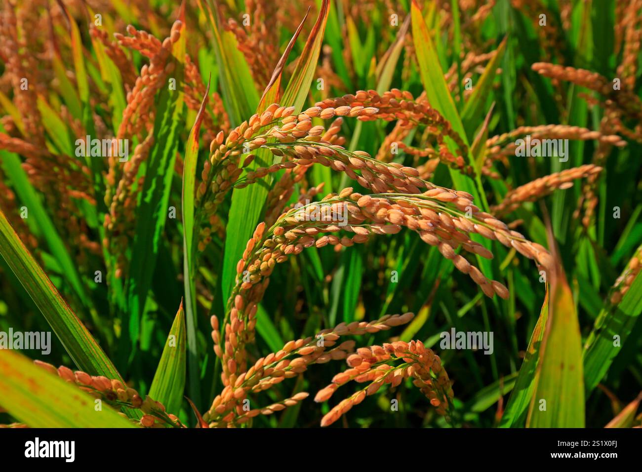 The autumn rice fields Stock Photo - Alamy