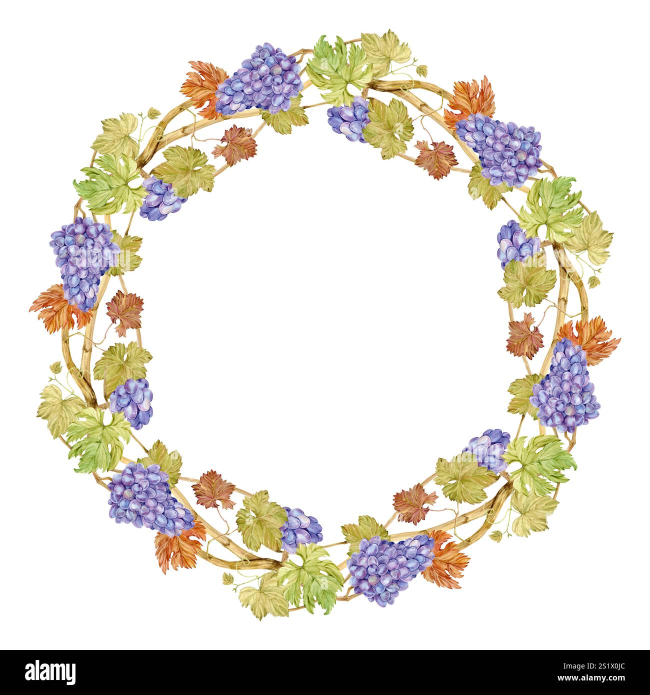 Watercolor wreath of grapevine with blue berries. Round frame of pink ...