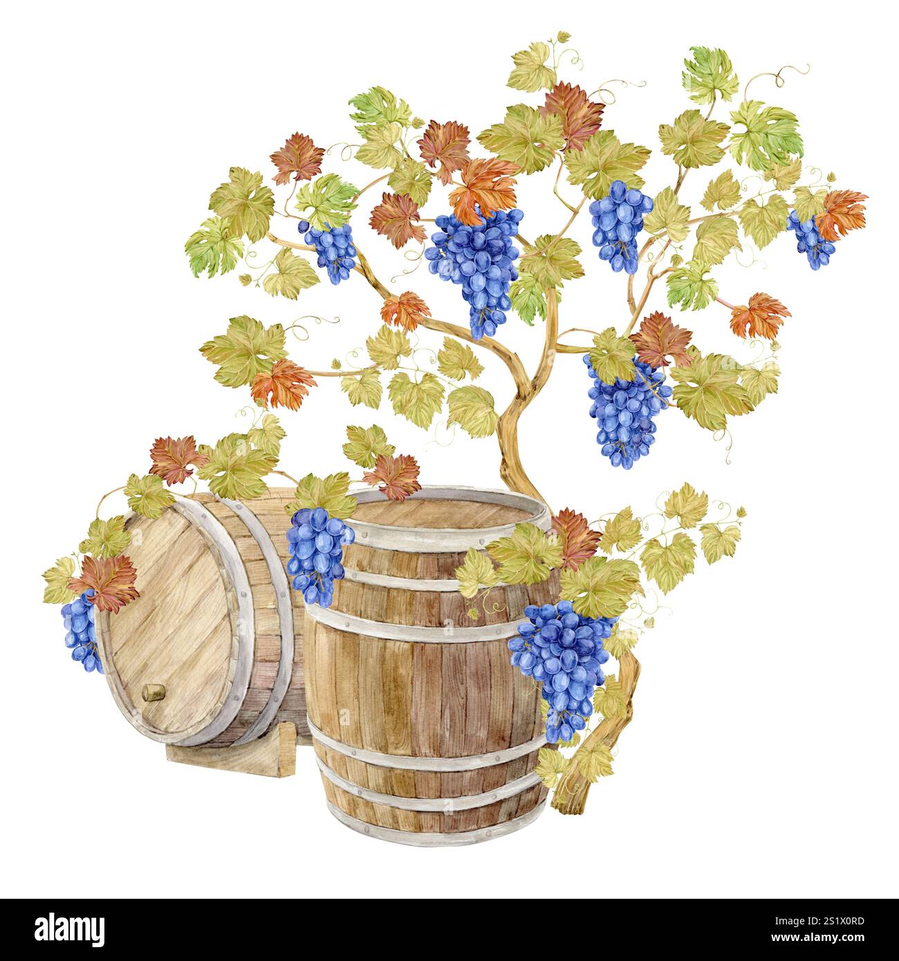 Two watercolor wooden oak barrels for storing fermented wine. Watercolor brown barrel with grape ...
