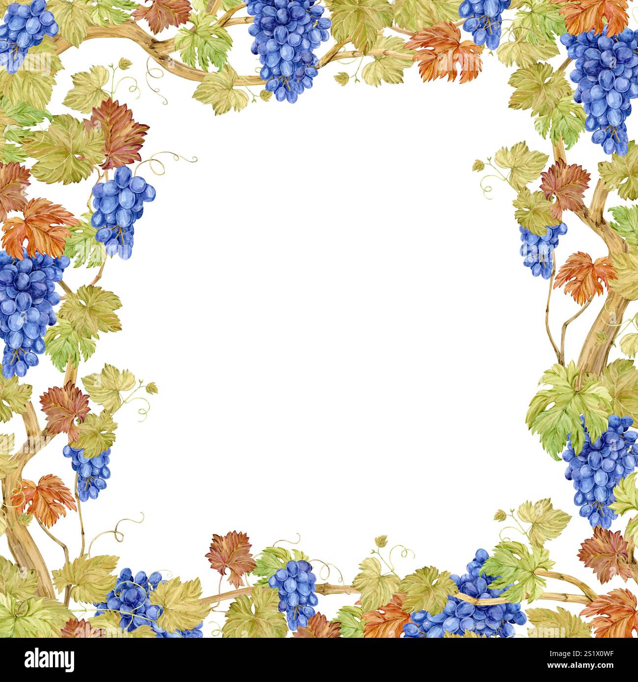 Square frame of grape vine with blue berries. Watercolor frame of grape ...