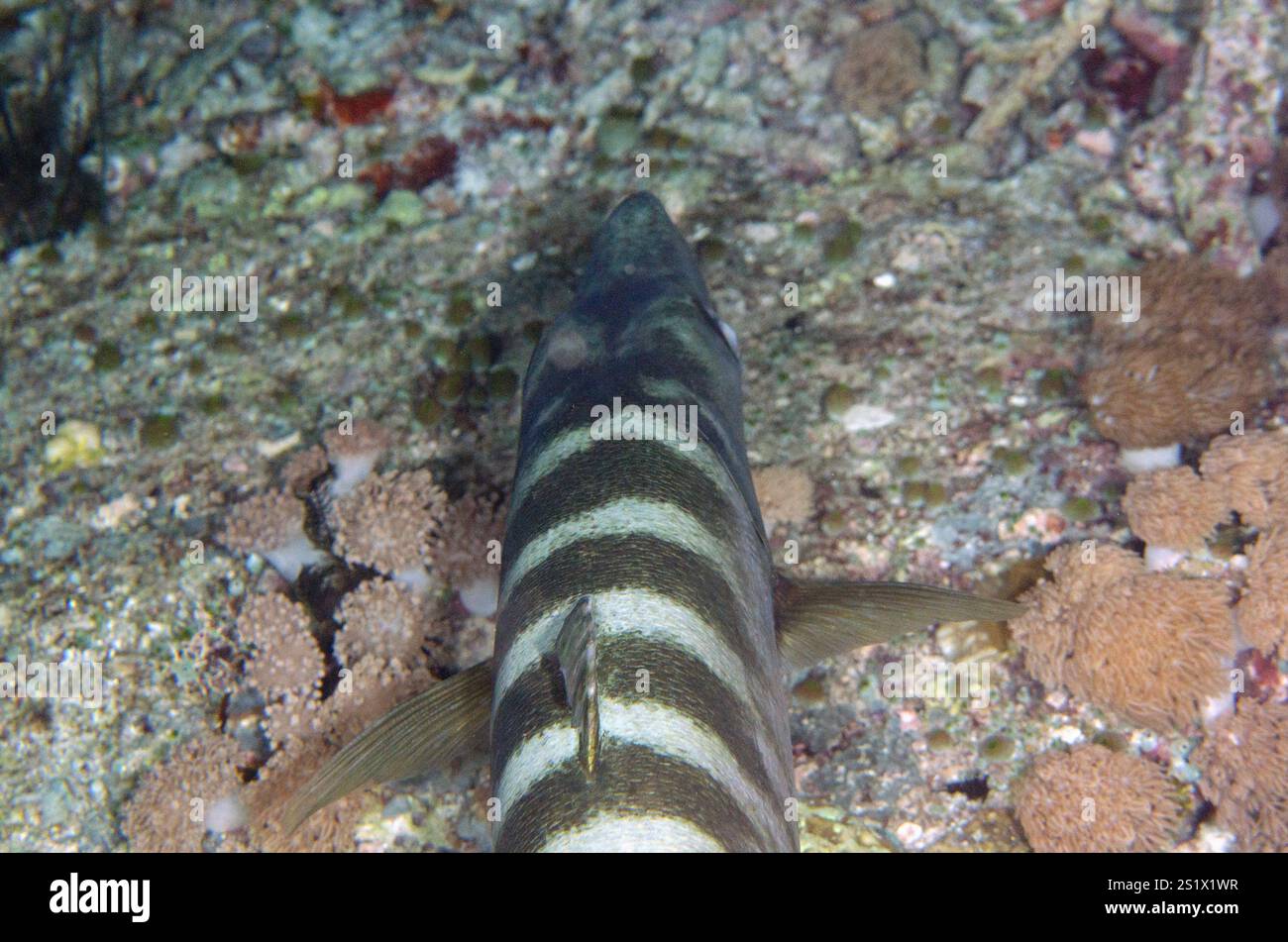 Great Barracuda, Sphyraena barracuda, with night hunting colours, Romeo ...