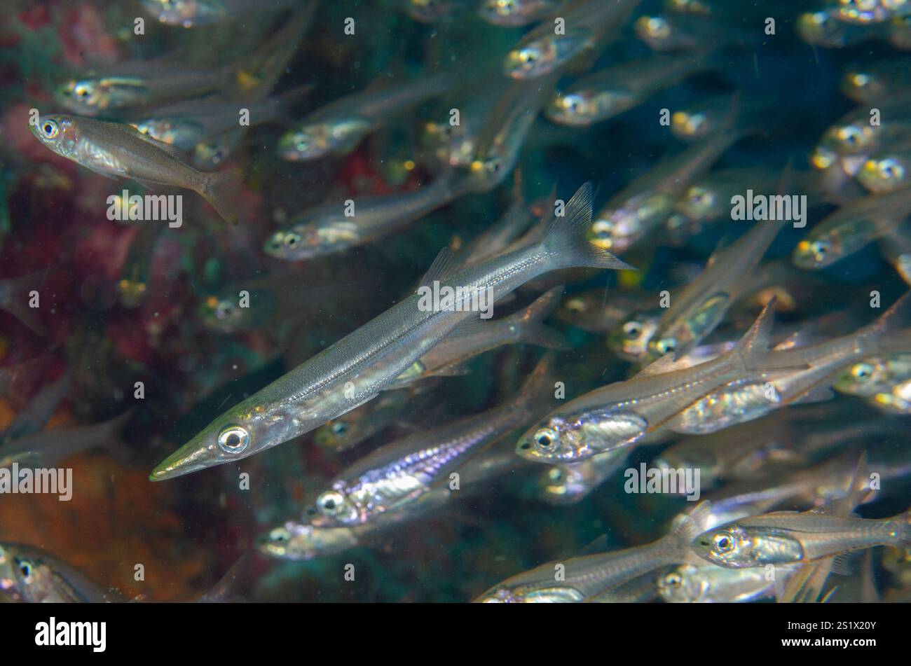 Rhabdamia cypselurus hi-res stock photography and images - Alamy