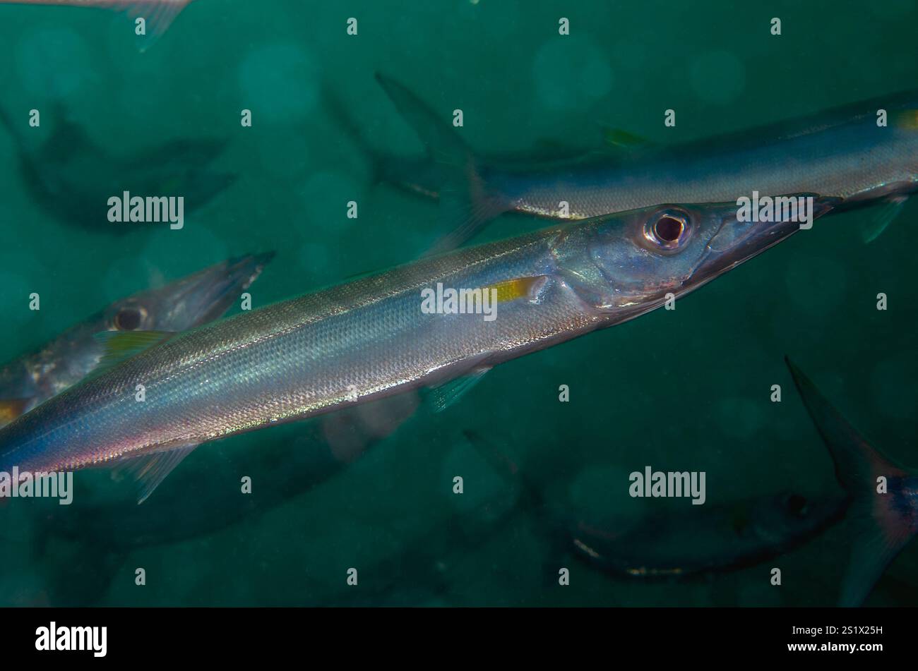 Bigeye Barracuda, Sphyraena forsteri, Sea Ventures Platform dive site ...