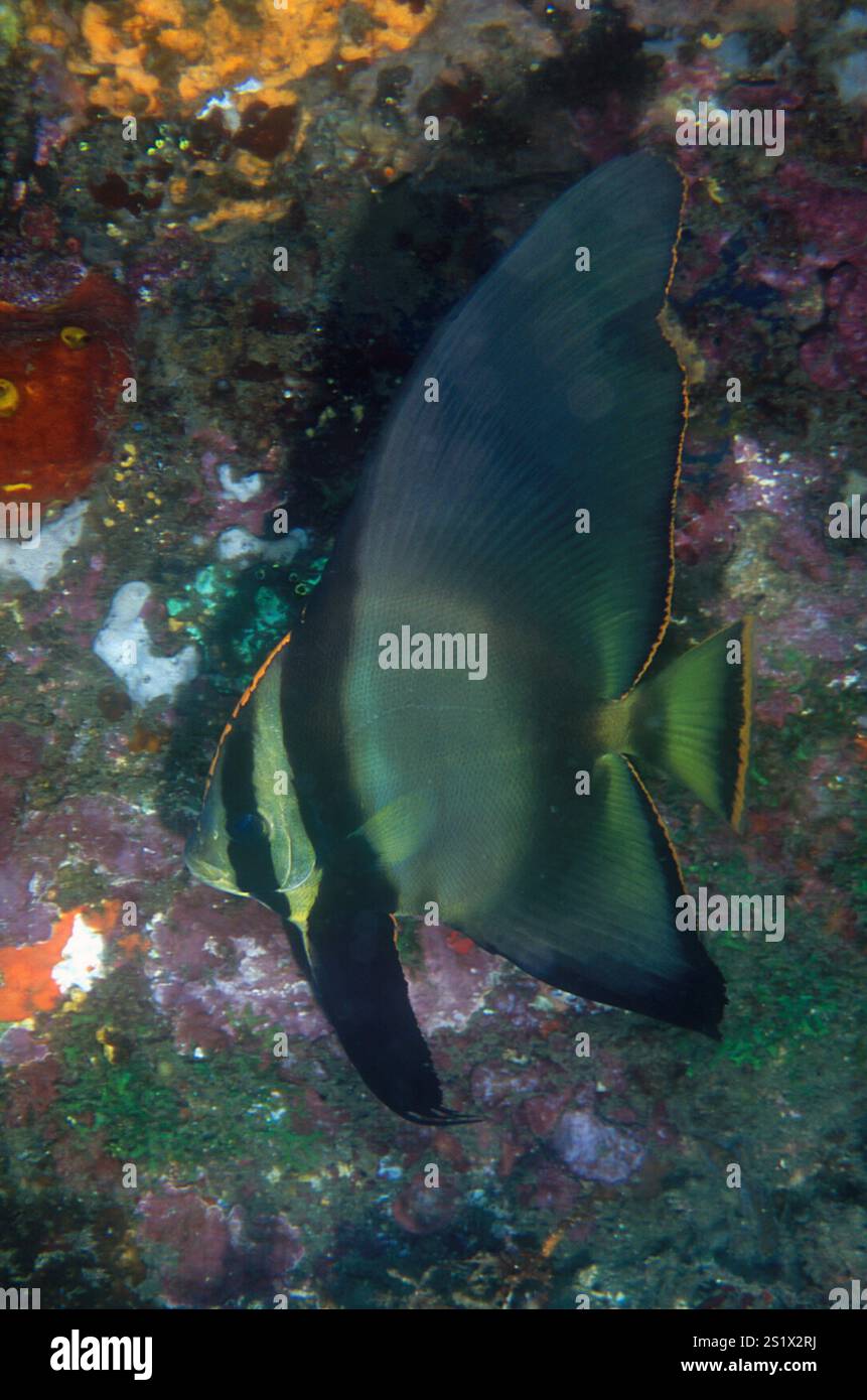 Sub-adult Pinnate Spadefish, Platax pinnatus, Nudi Falls dive site ...