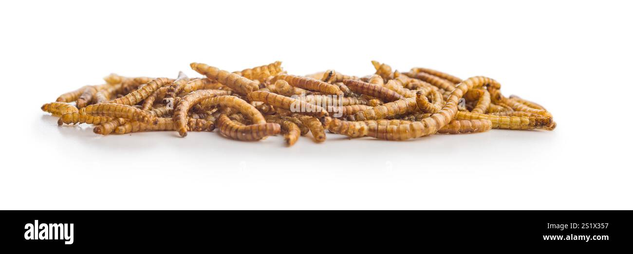 Dried salted worms. Roasted mealworms isolated on a white background ...