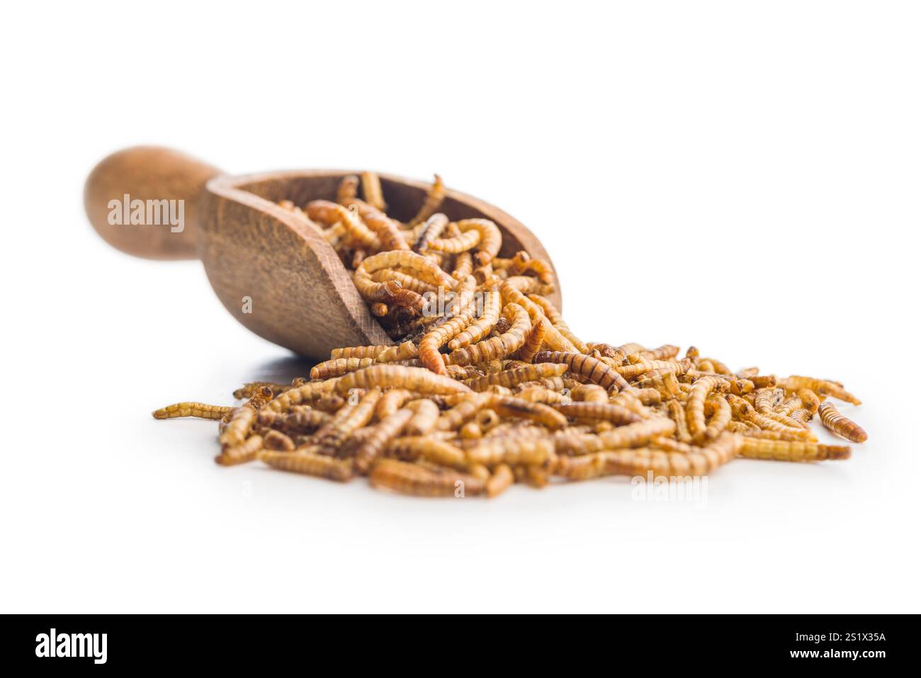 Dried salted worms. Roasted mealworms on scoop isolated on a white ...