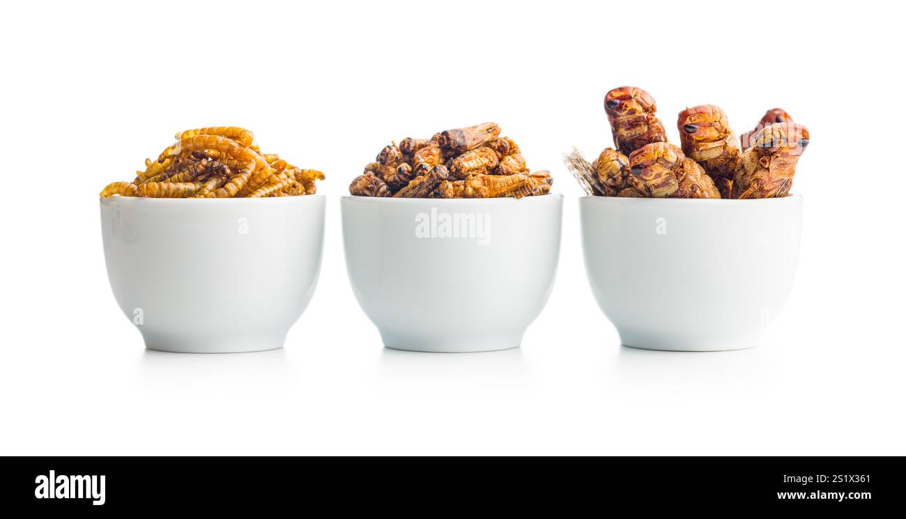 Dried salted insect. Mealworms, grasshoppers and crickets in bowl ...