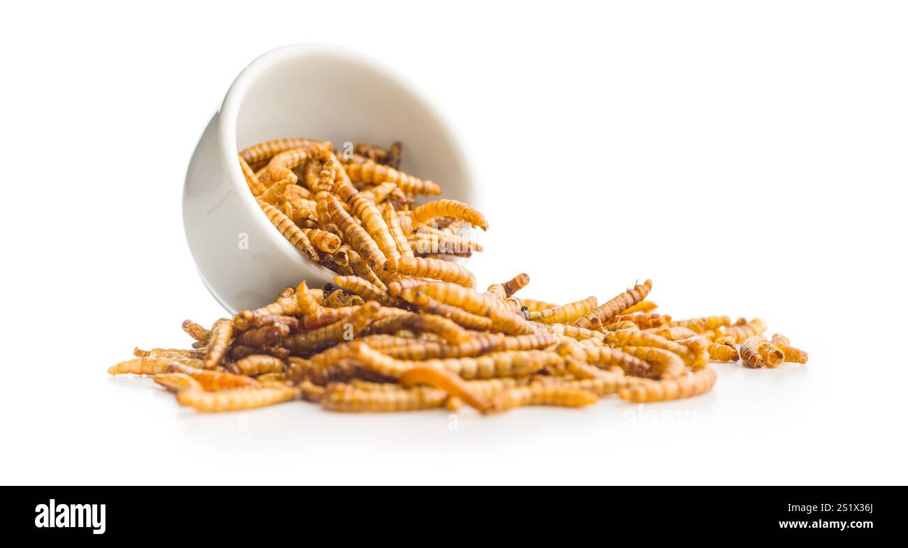 Dried salted worms. Roasted mealworms in bowl isolated on a white ...
