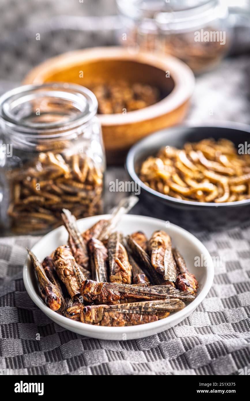 Dried salted insect. Roasted grasshoppers in a bowl Stock Photo - Alamy
