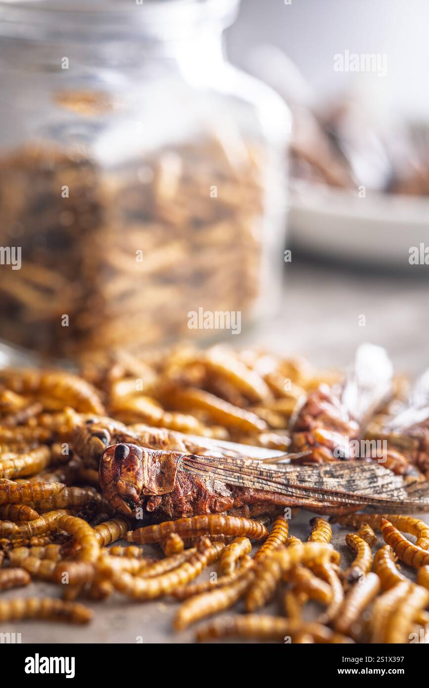 Dried salted insect. Roasted grasshoppers and meal worms on a kitchen ...