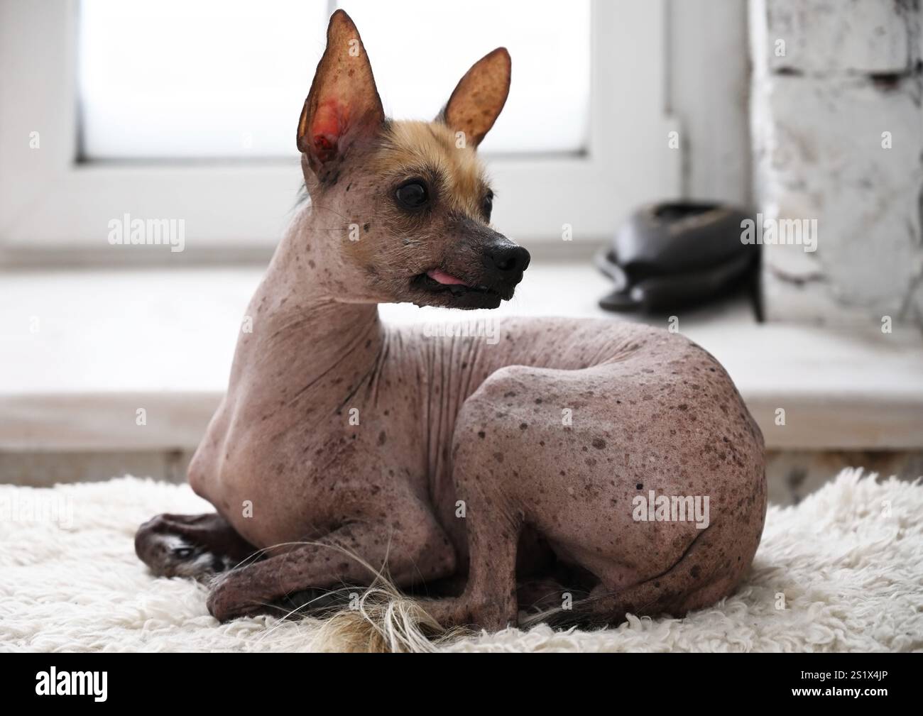 Portrait of the mexican hairless dog xoloitzcuintli lying on the floor ...