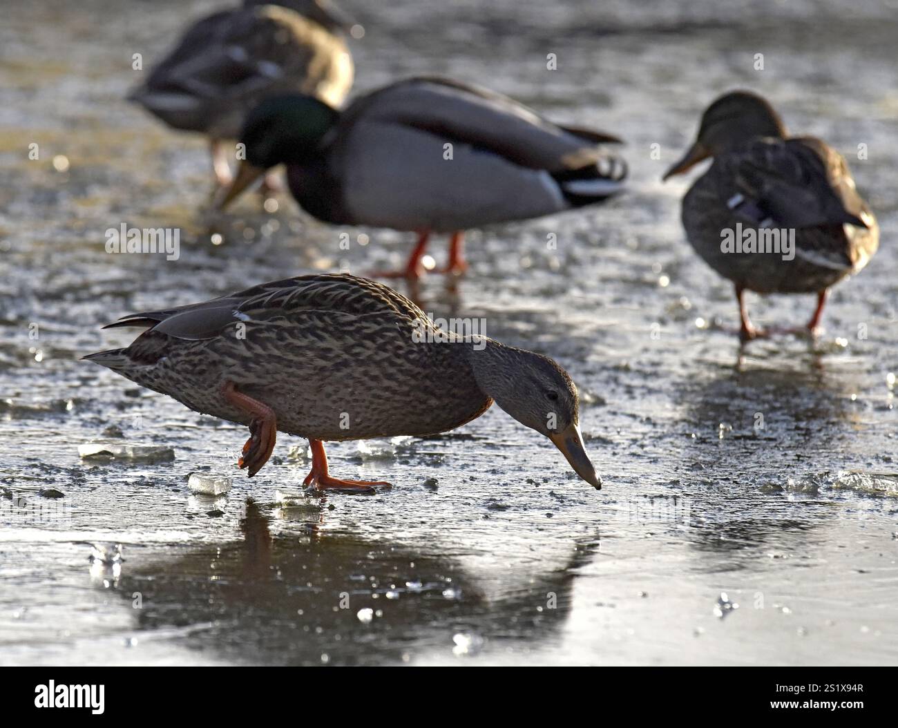 Non Exclusive: VINNYTSIA, UKRAINE - JANUARY 1, 2025 - Mallards are on ...