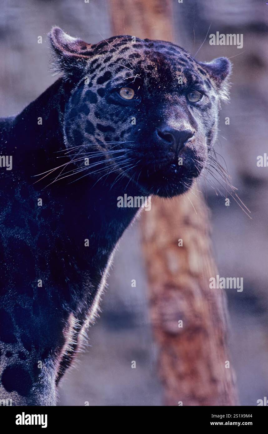 The jaguar (Panthera onca) is a large cat species and the only living ...