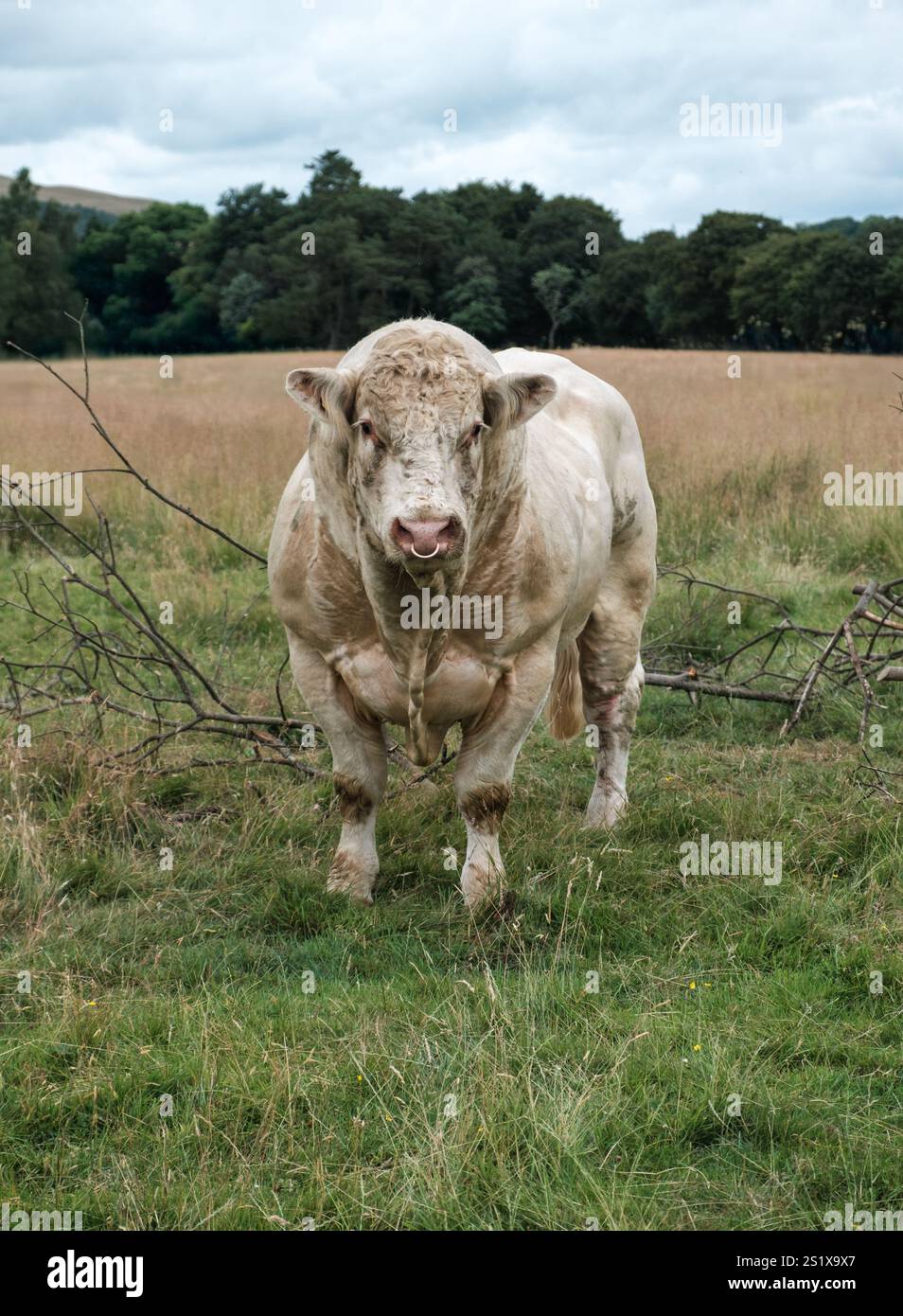 A Large Bull In A Field With A Ring In Its Nose Stock Photo - Alamy