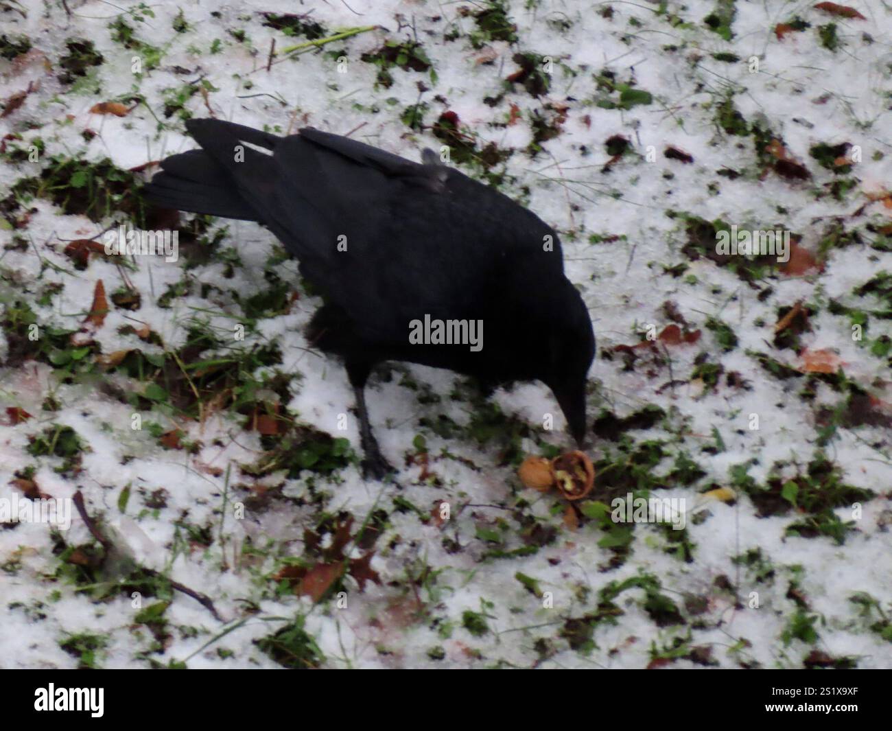 ...wer zuerst anfliegt, der hat meistens die Nuss... Raben Kraehe holt ...