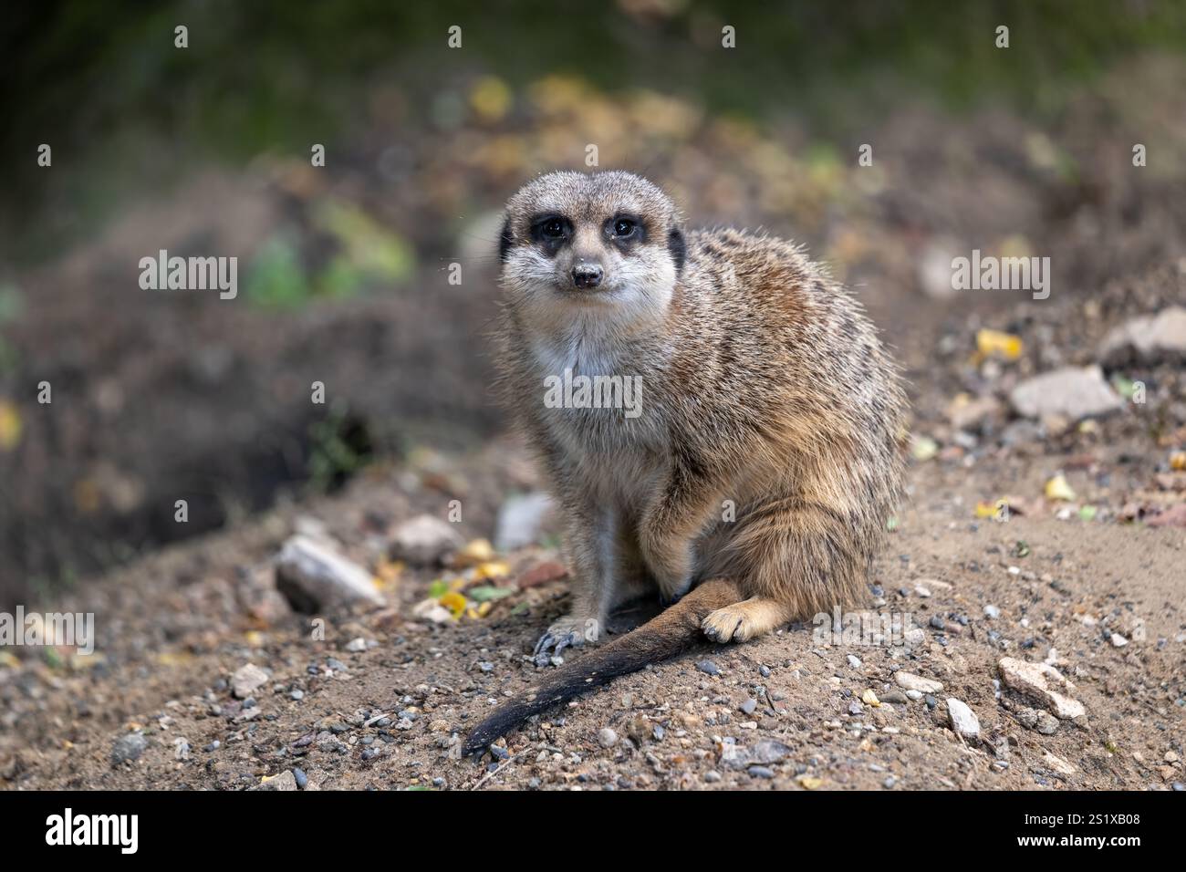 Meerkat (Suricata suricatta) or suricate, small mongoose in the family ...