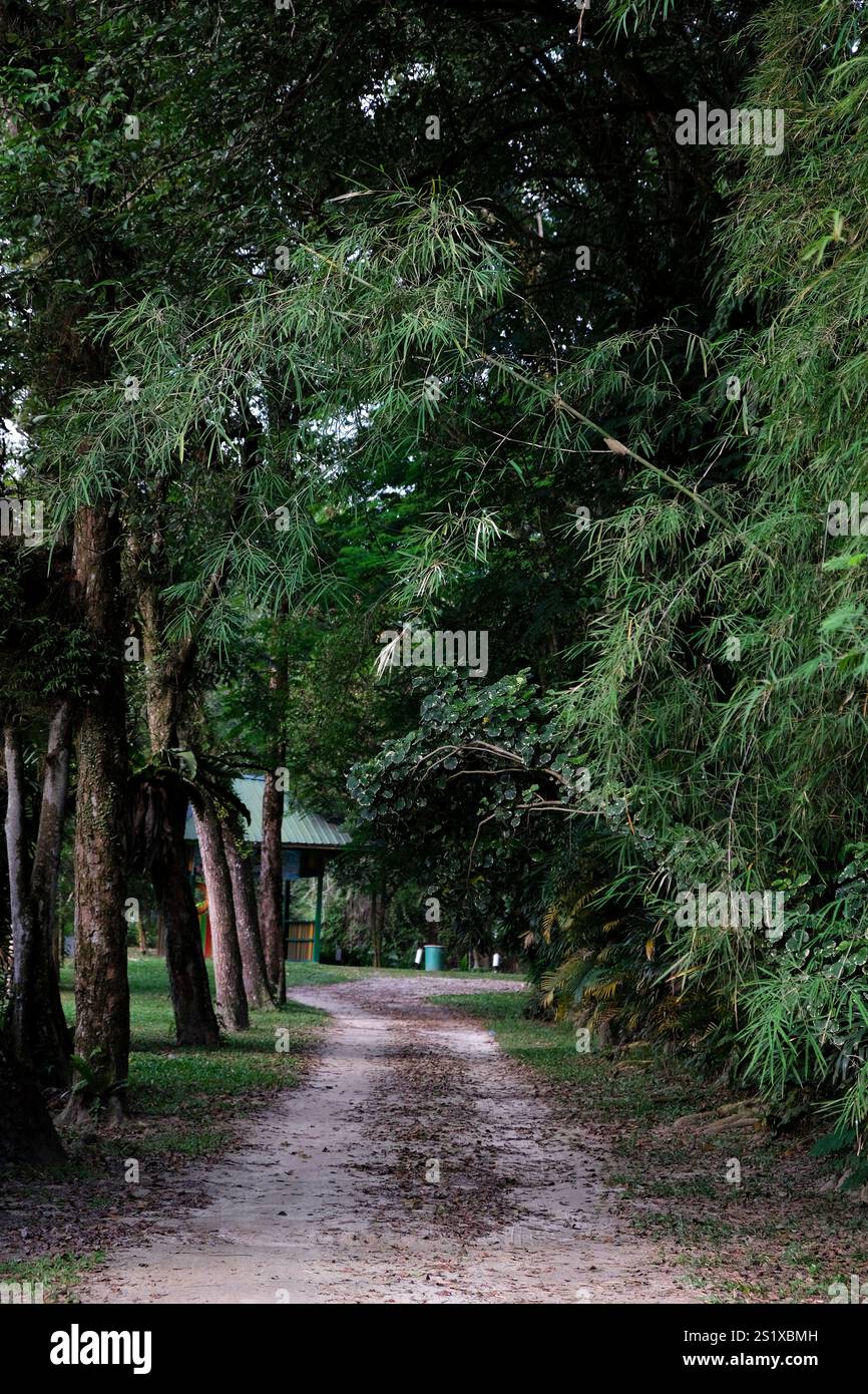 Path to the greenery at Alam Mayang Park, Pekanbaru, Indonesia Stock ...