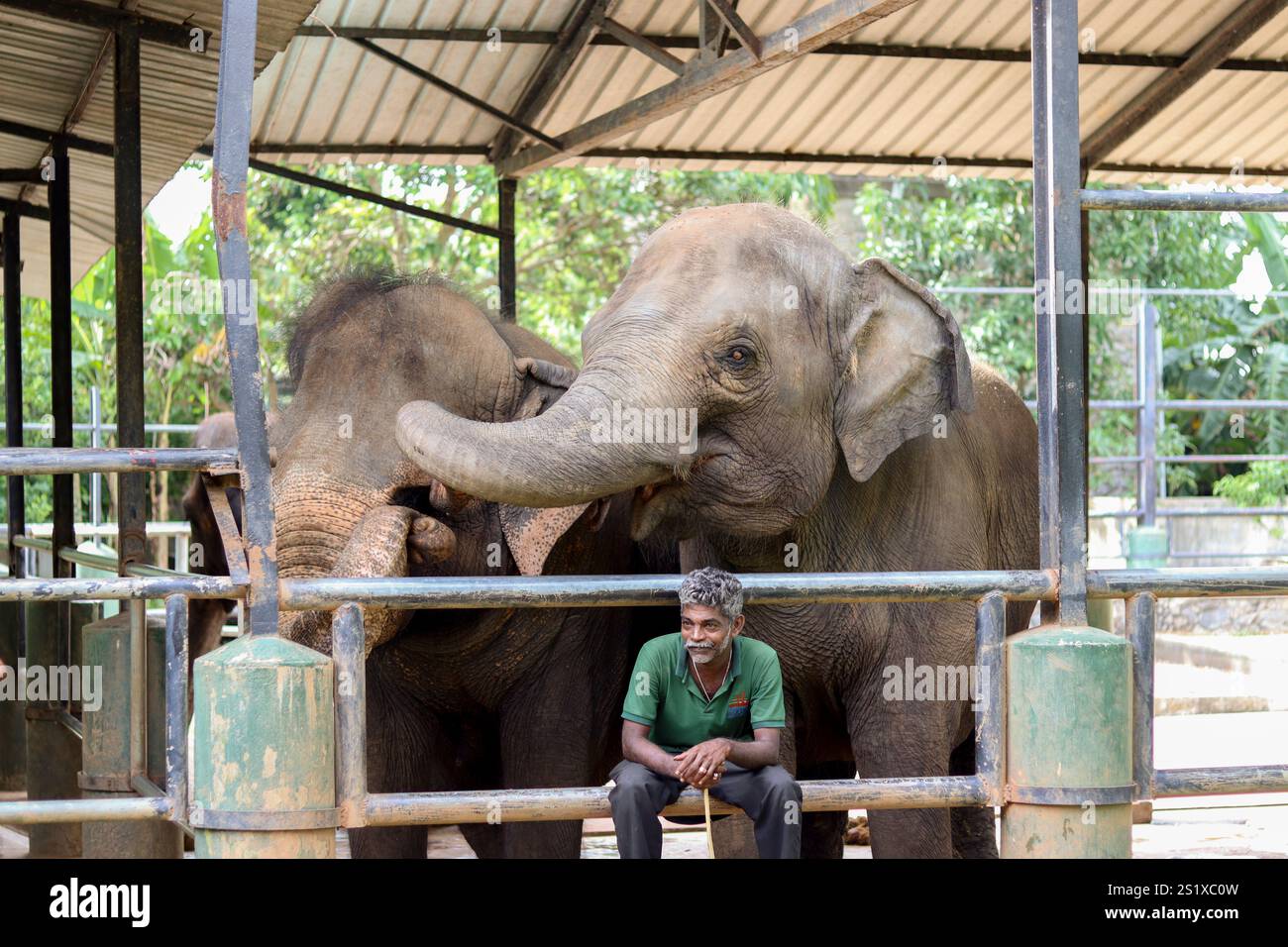 Elephant care techniques hi-res stock photography and images - Alamy