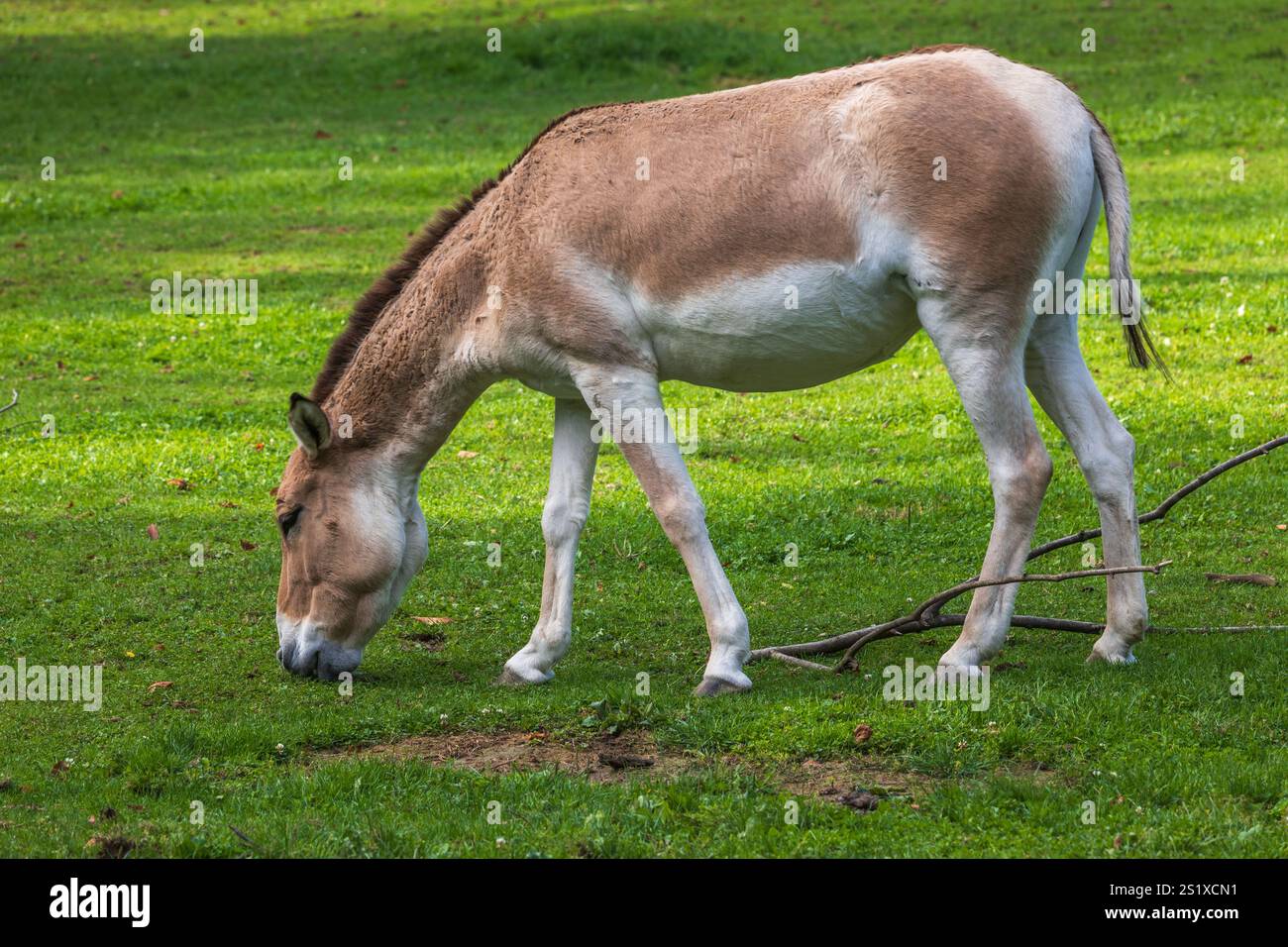 Turkmenian kulan (Equus hemionus kulan) - Transcaspian wild ass or ...