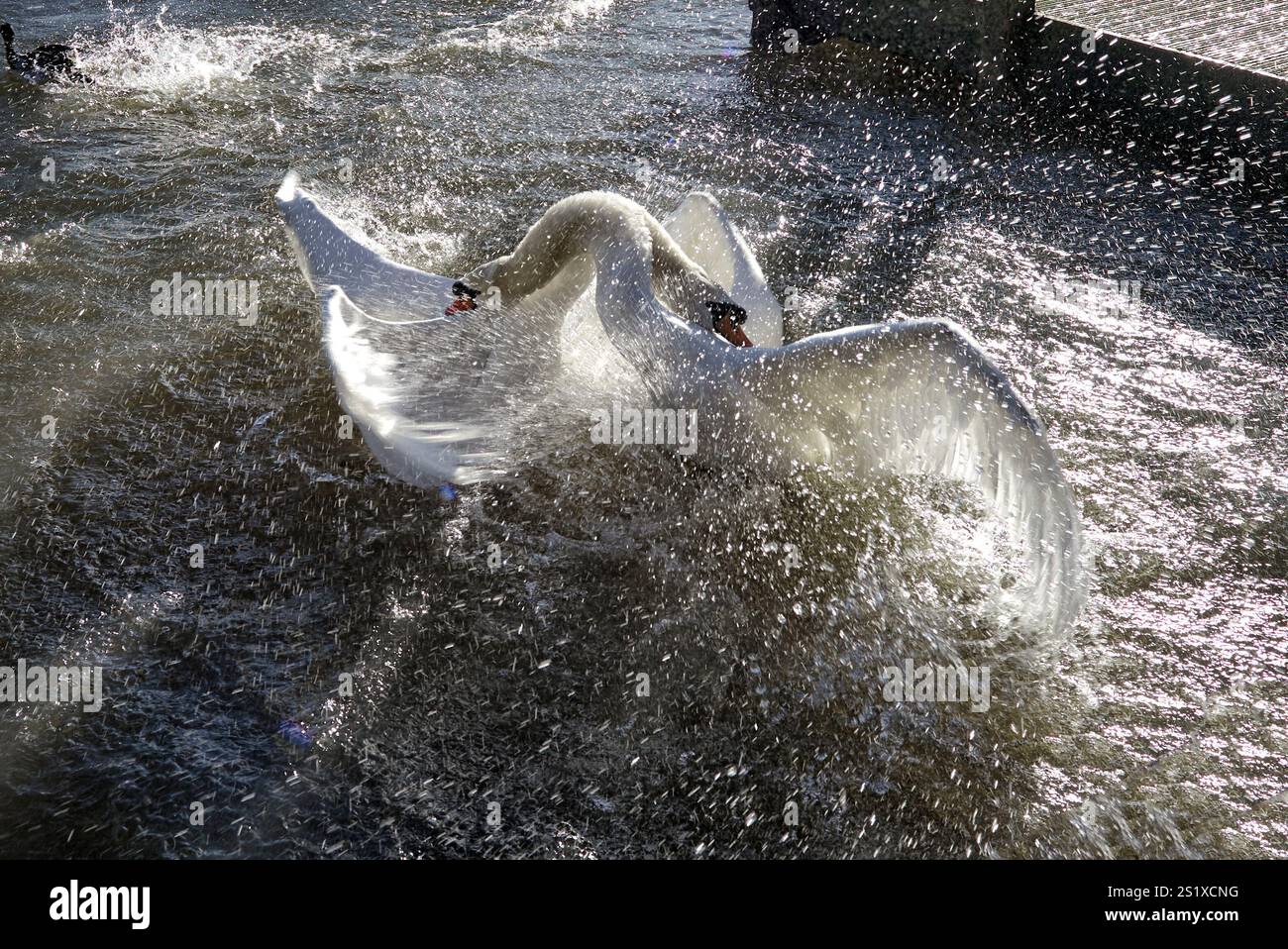Aggressive swans hi-res stock photography and images - Alamy
