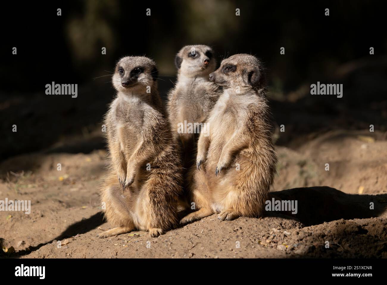 Meerkat (Suricata suricatta) - suricate trio, small mongoose in the ...