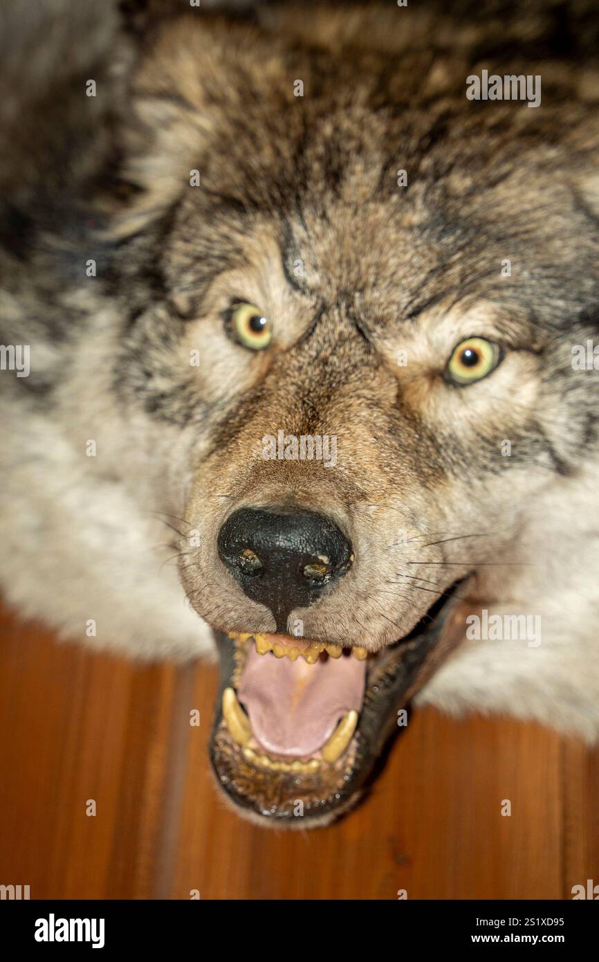 A wolf skin on cabin wall lapland Stock Photo - Alamy