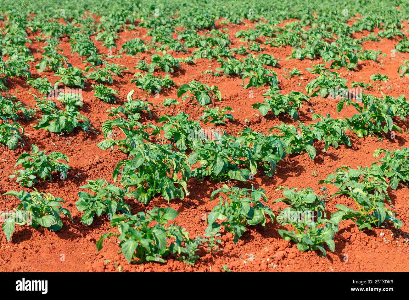 Field of young potato plants growing in red soil, with the plants ...
