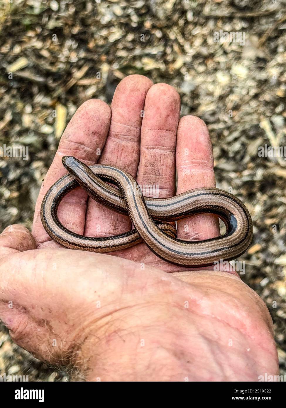 Farmer is holding a slow worm in his hand, showing the reptile's smooth ...