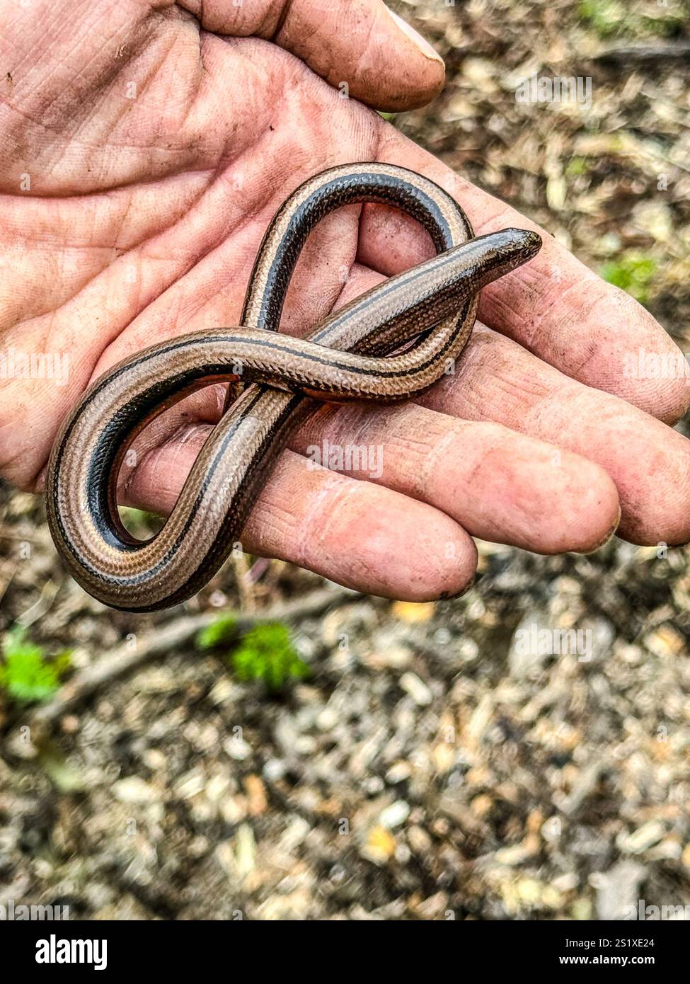 Biologist is holding a legless lizard slow worm on his hand, outdoors ...