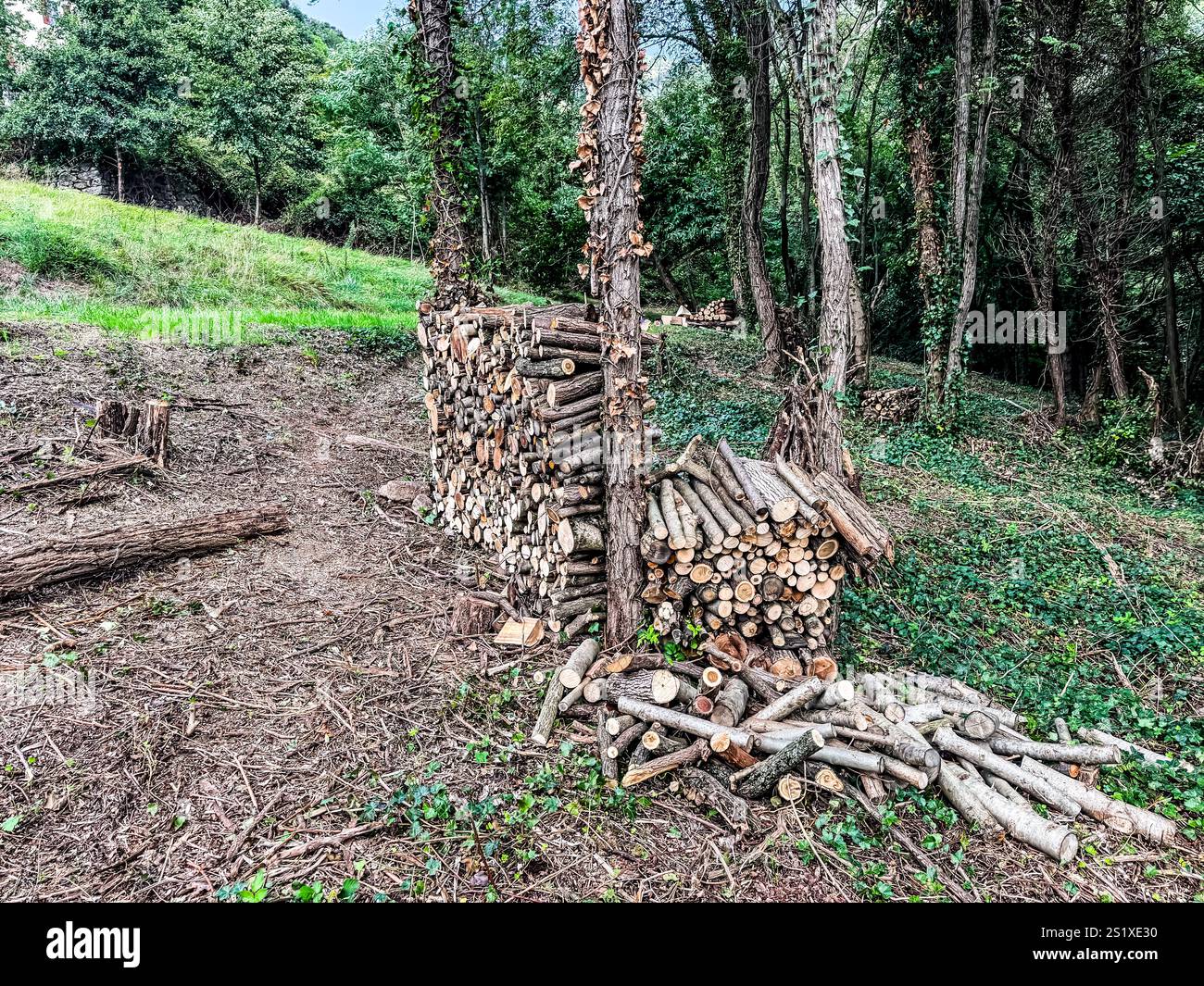 Stacked firewood drying in a forest clearing, surrounded by cut branches and lush greenery Stock ...