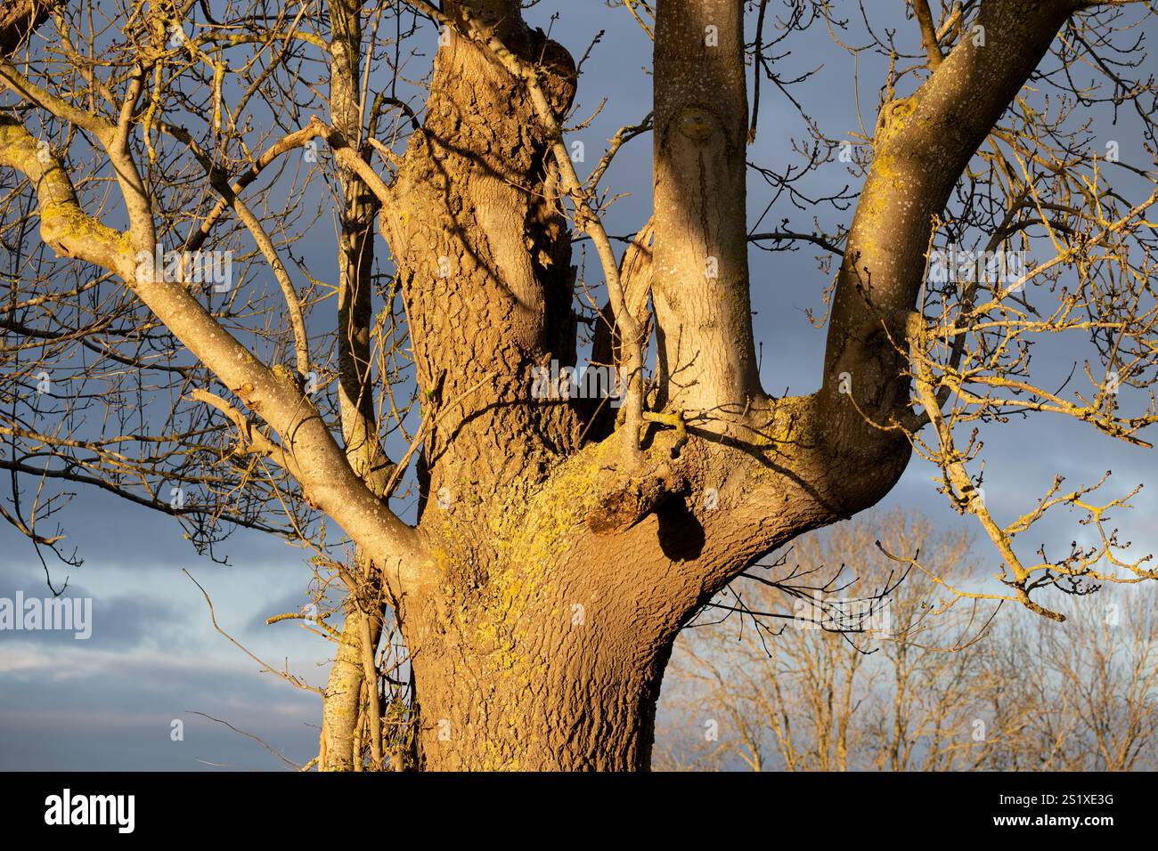 An ash tree (Fraxinus excelsior) in winter, Warwickshire, England, UK ...