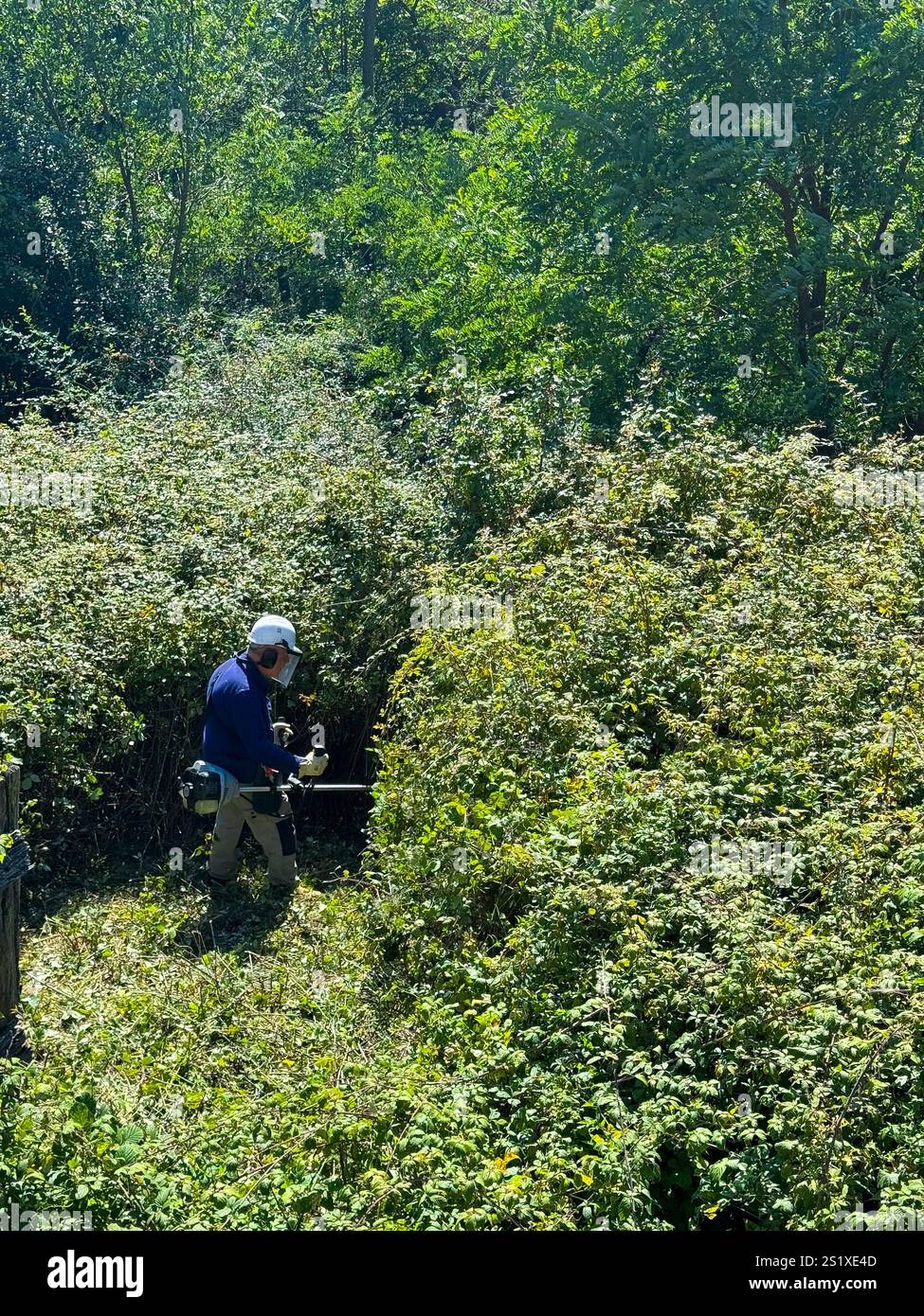 Gardener, wearing protective gear, using a brushcutter to clear a path ...