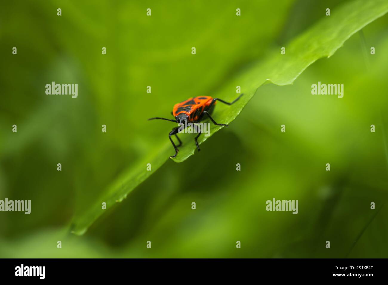 Firebug, pyrrhocoris apterus beetle walking in grass. Macro animal ...