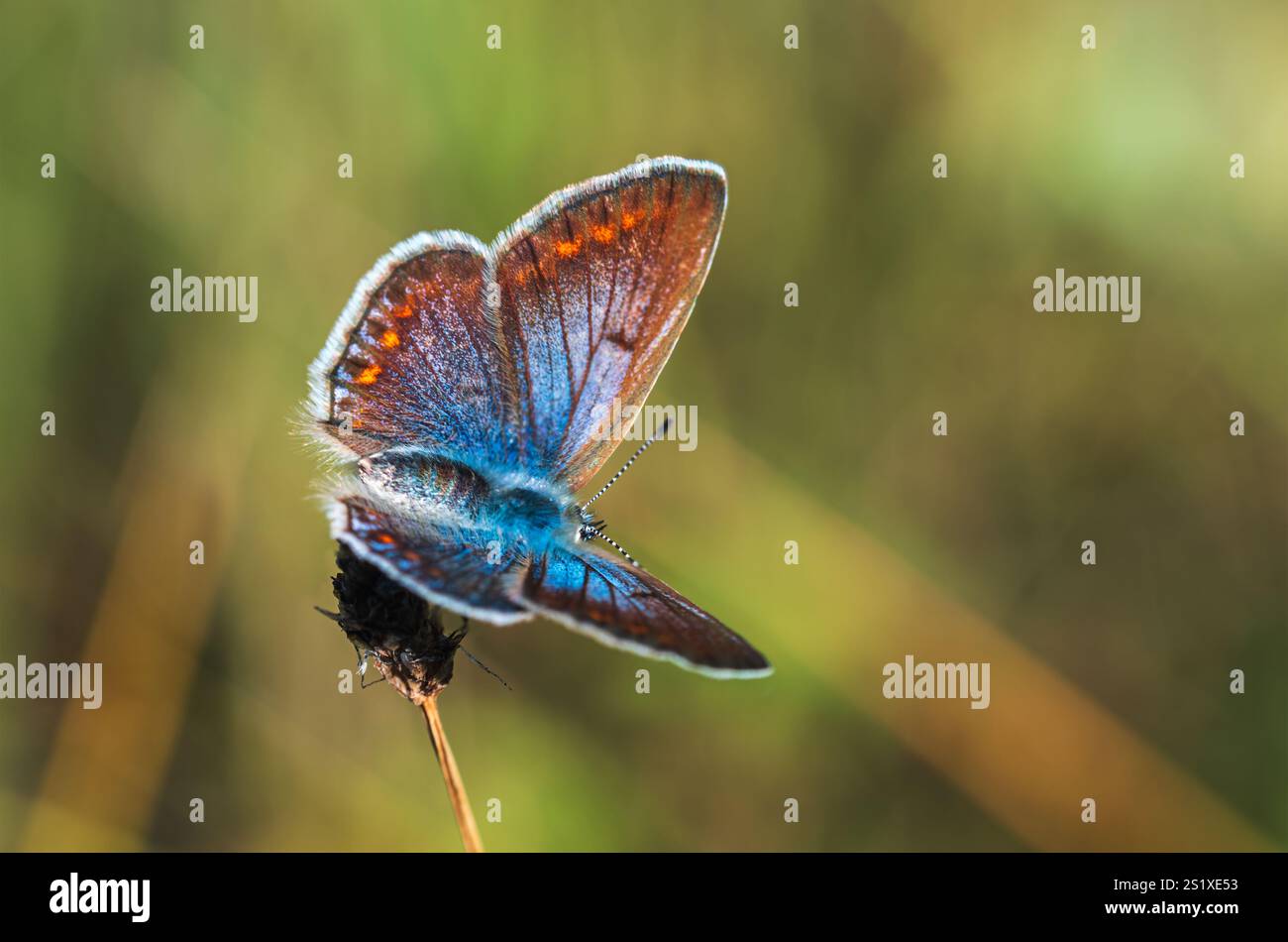 Female common blue butterfly, polyommatus icarus insect sitting on stem ...