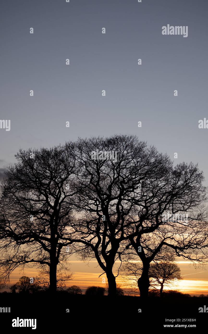Oak trees in winter silhouetted at sunset, Warwickshire, England, UK ...