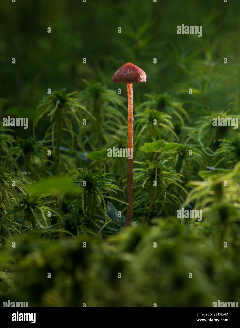 Panaeolus cinctulus, banded mottlegill mushroom growing in forest moss ...