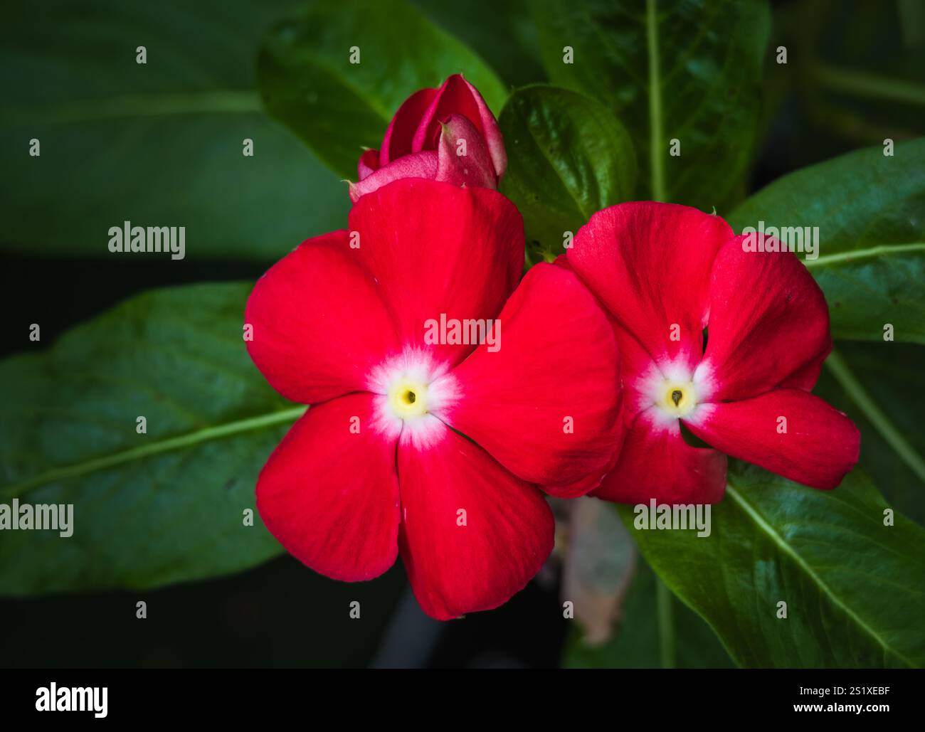 Savam nari, Catharanthus roseus, Vinca rosea flower. Macro photo of red ...