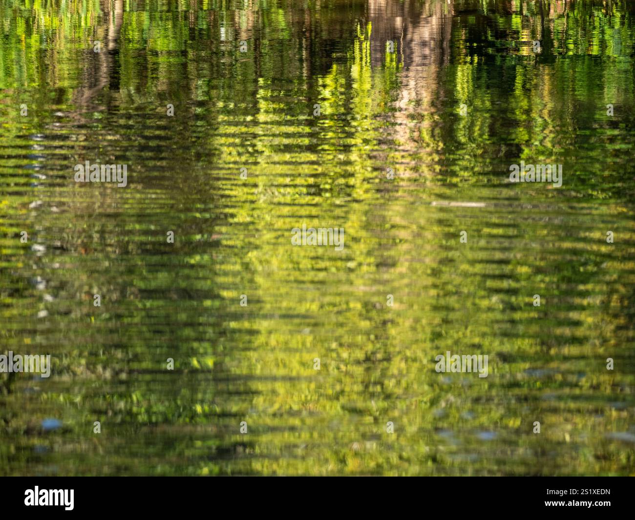 out of focus mirrored trees and grass on the Amazon river. The images ...