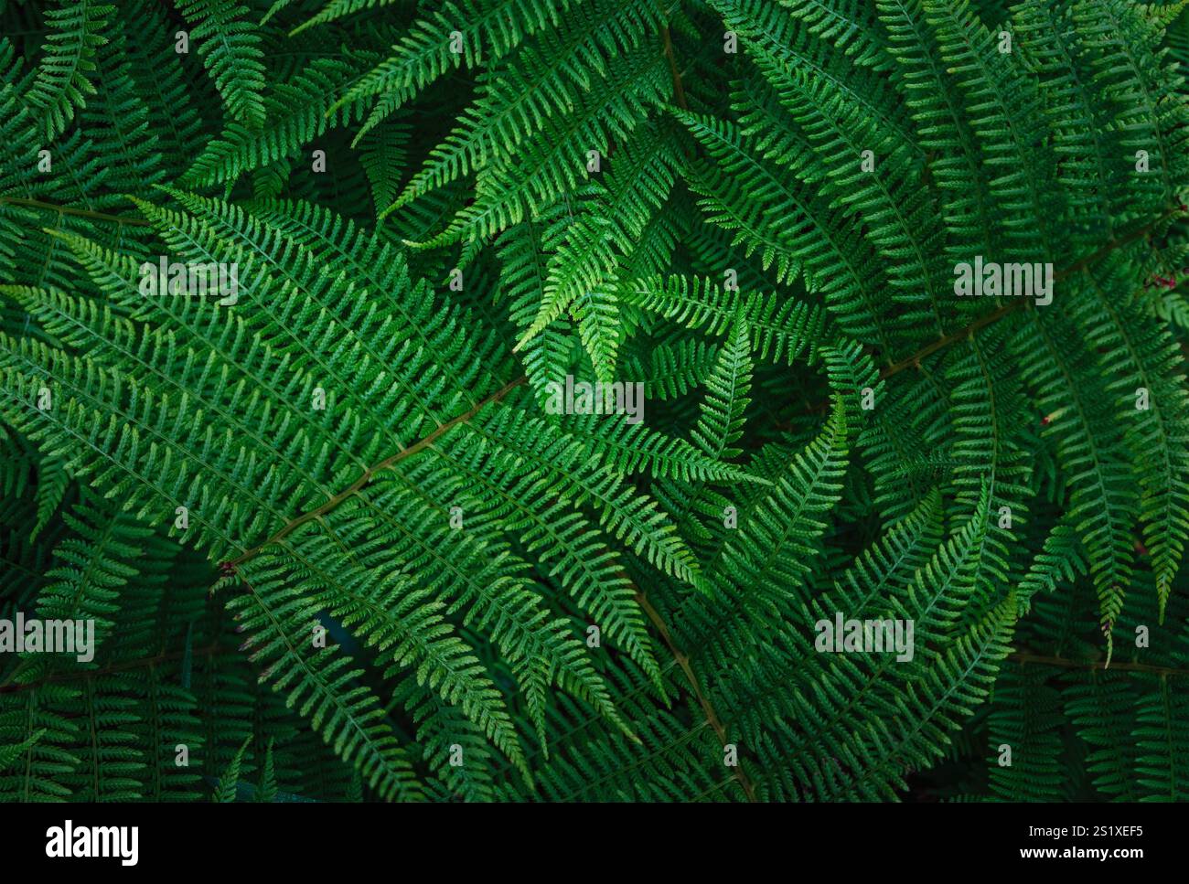 Fern plant texture. Nature background Stock Photo - Alamy