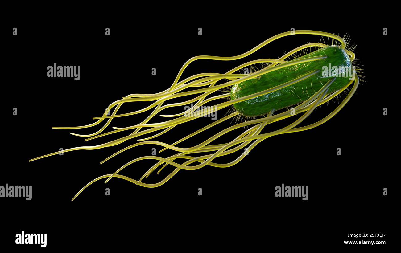 3d rendering of Salmonella are rod-shaped bacteria. they can move using ...