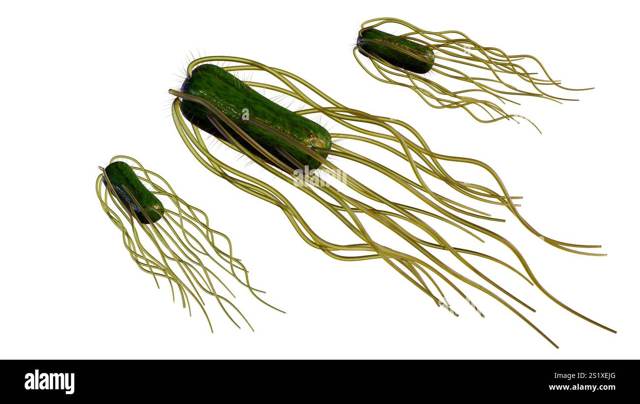 3d rendering of Salmonella are rod-shaped bacteria. they can move using ...