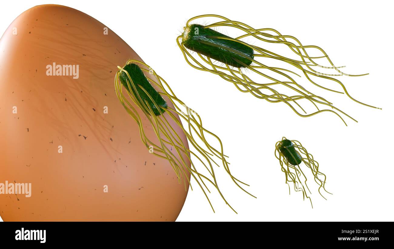 Eggs can sometimes be contaminated with Salmonella bacteria, which can ...