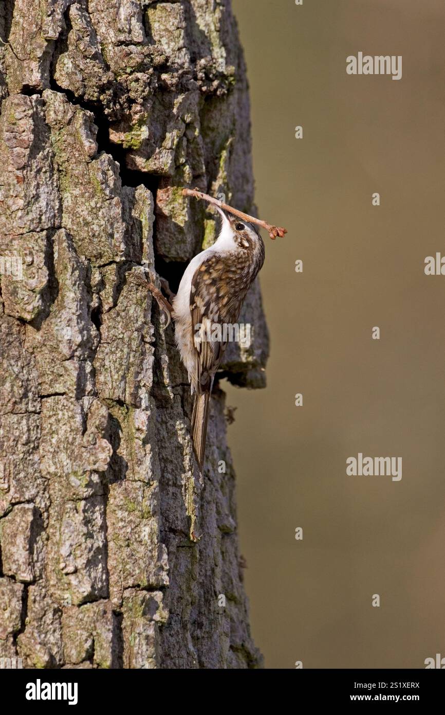 Eurasian treecreeper Certhia familiaris taking nesting material to nest ...