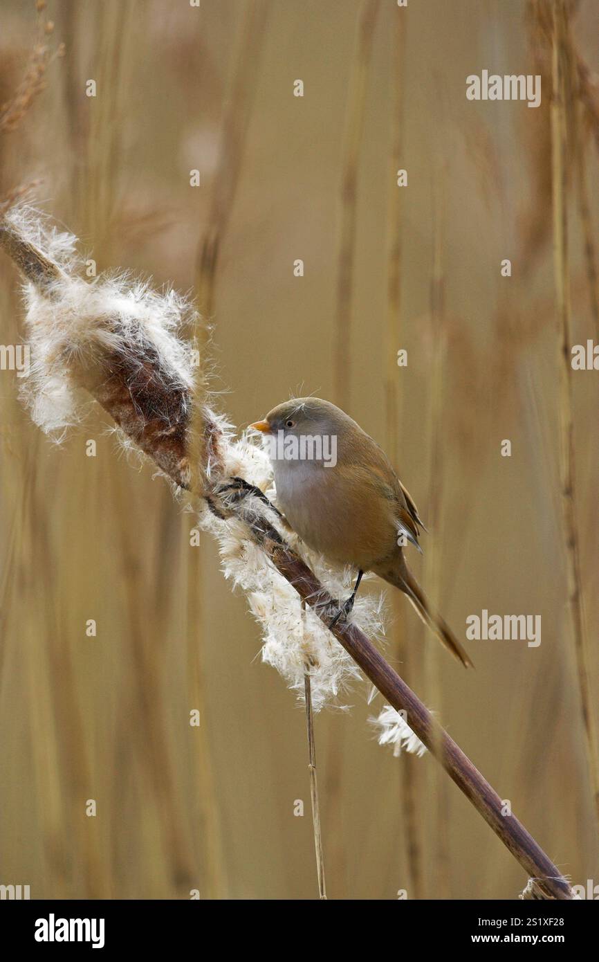Bearded tit Panurus biarmicus female in reed bed setting in winter ...