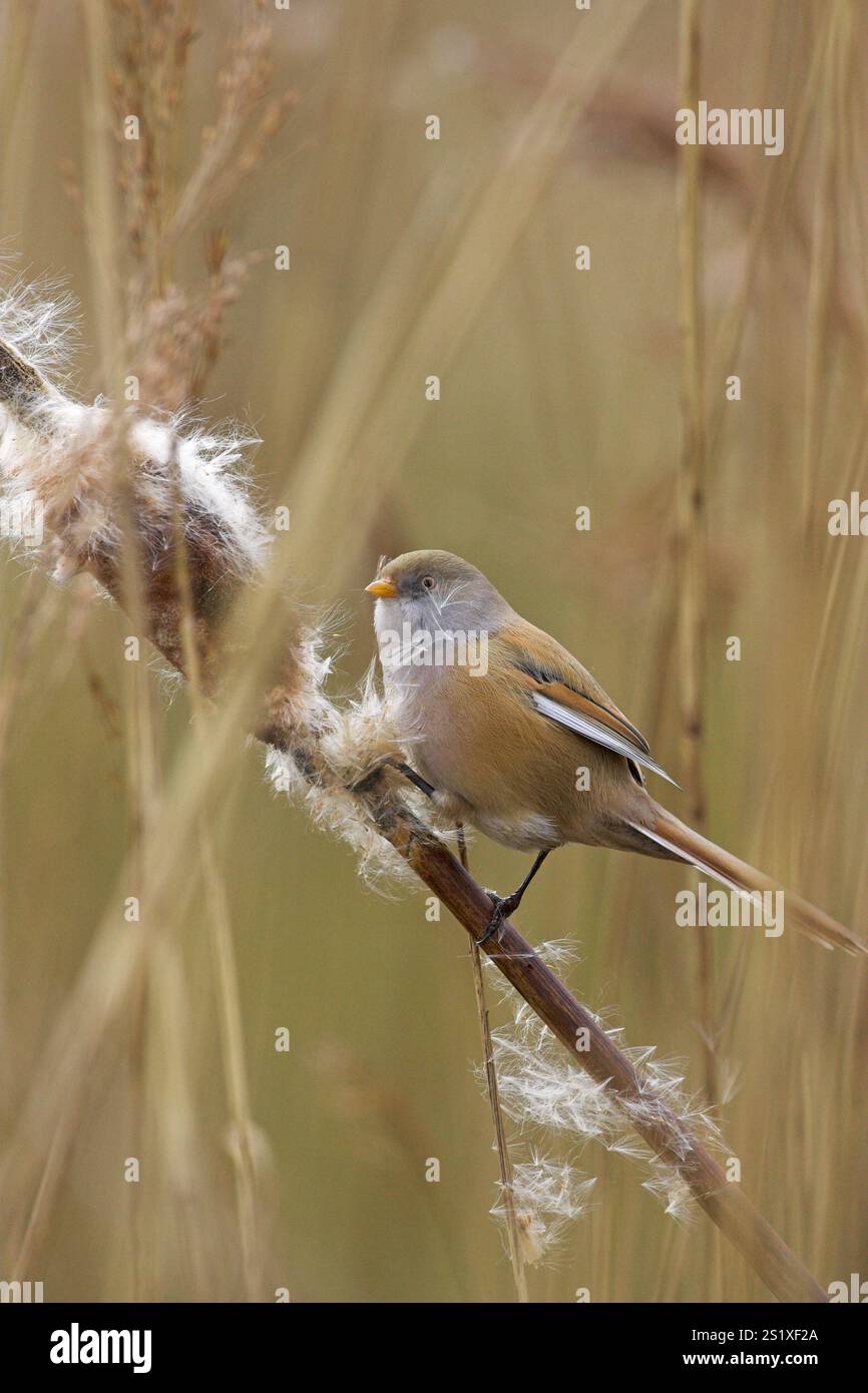 Bearded tit Panurus biarmicus female in reed bed setting in winter ...