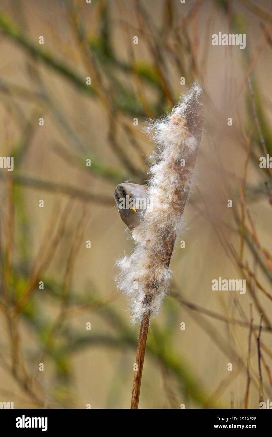 Bearded tit Panurus biarmicus female in reed bed setting in winter ...
