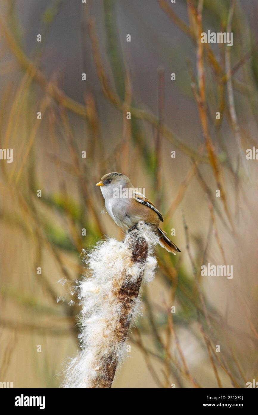Bearded tit Panurus biarmicus female in reed bed setting in winter ...